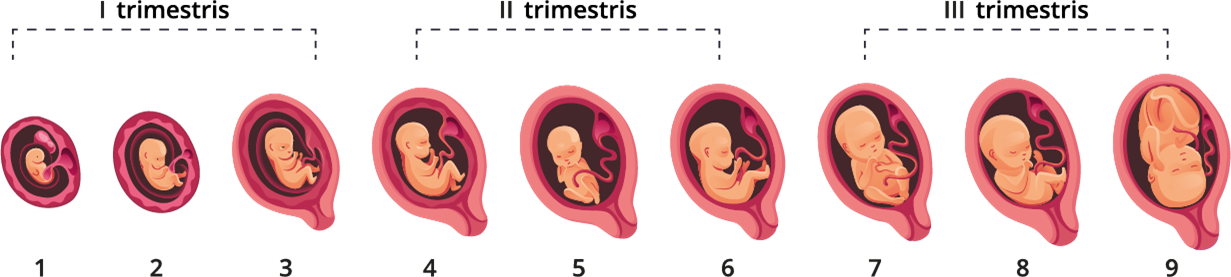 Grūtniecība un cilvēka attīstība — teorija. Bioloģija (Skola2030), 9 ...