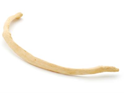 Cilvēka skelets un kaulu veidi — teorija. Bioloģija (Skola2030), 7. klase.